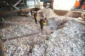 Small fish meal plant installed in Somalia | onboard fish meal plant